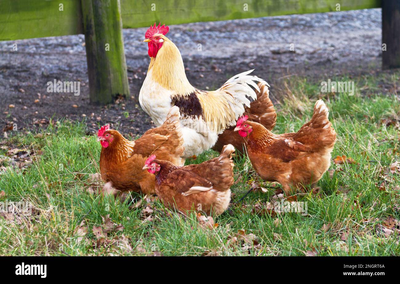 Free animal husbandry hi-res stock photography and images - Alamy