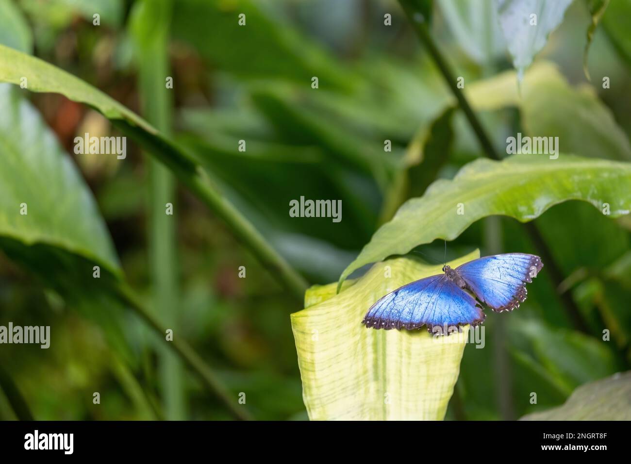 Peleides blue morpho tropical butterfly with open wings on green plant ...
