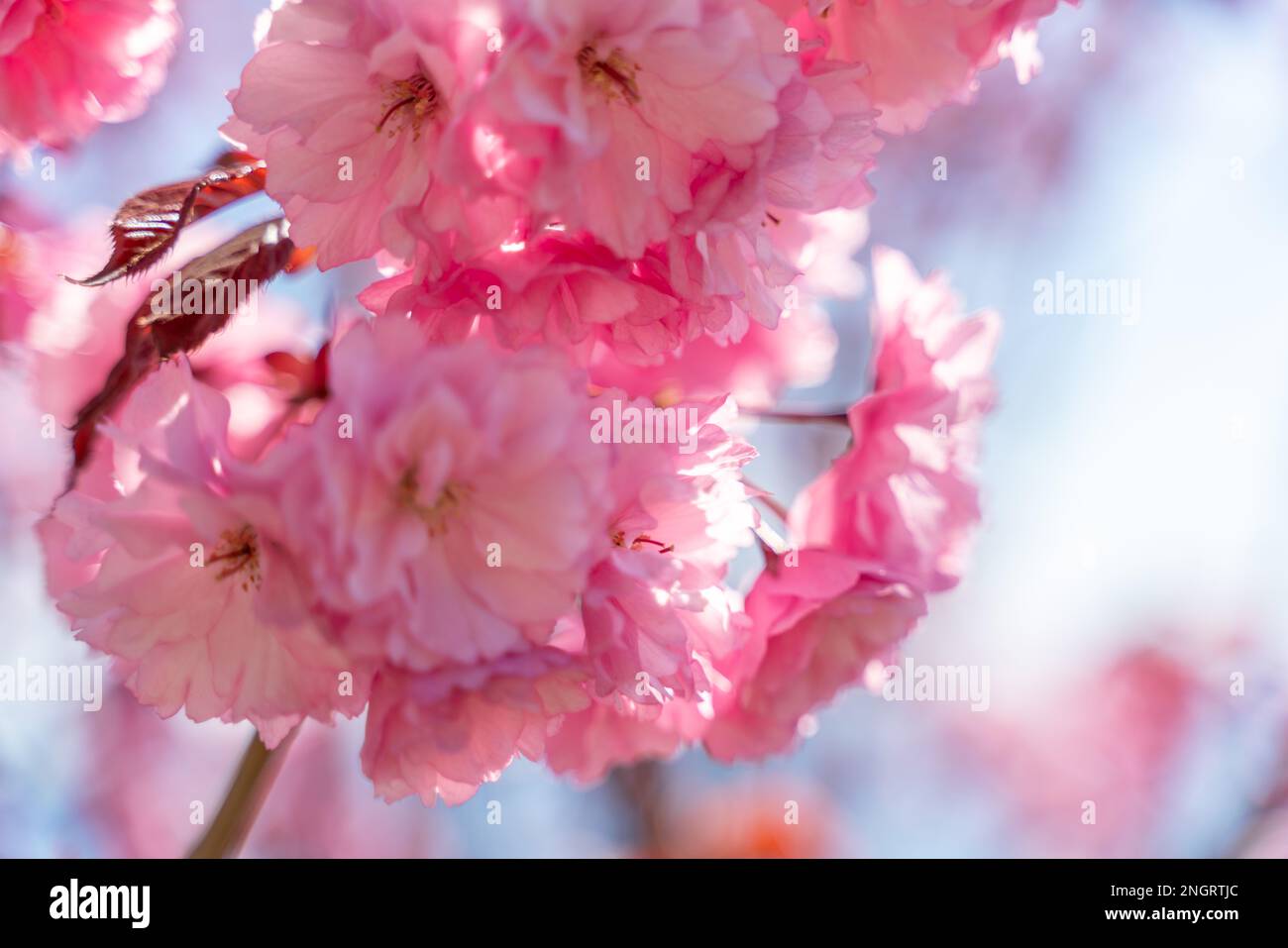 Double cherry blossoms in full bloom. A tree branch with flowers ...