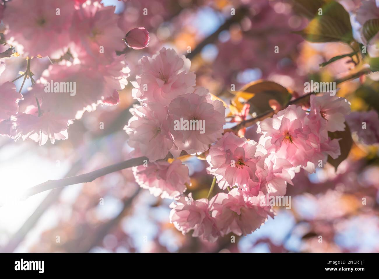Double cherry blossoms hi-res stock photography and images - Alamy