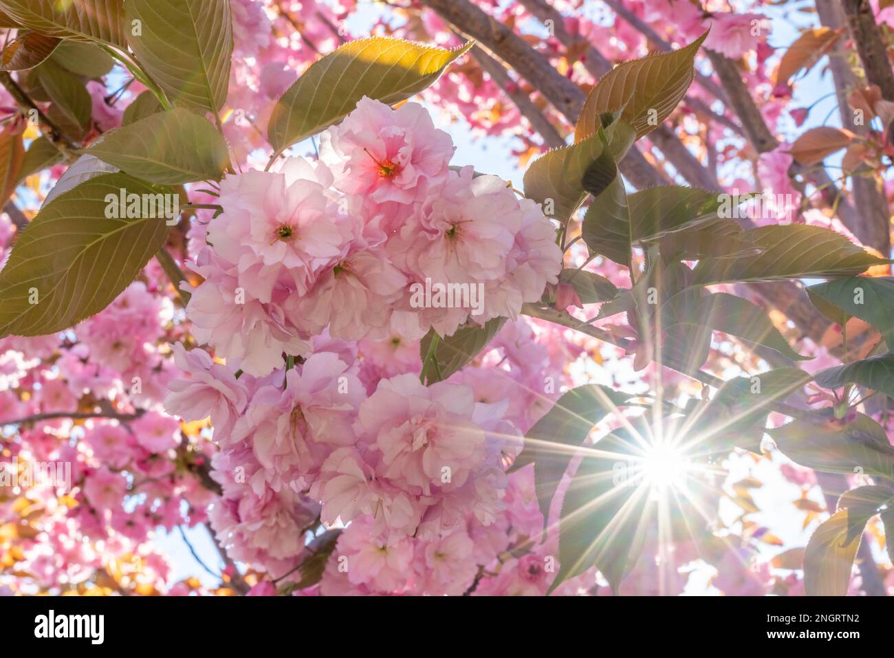 Double cherry blossoms in full bloom. A tree branch with flowers ...