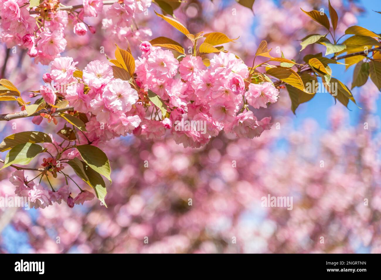 Double cherry blossoms in full bloom. A tree branch with flowers ...