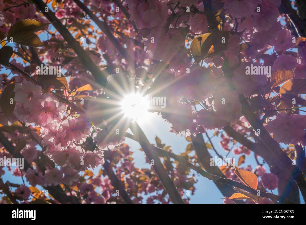 Double cherry blossoms in full bloom. A tree branch with flowers ...