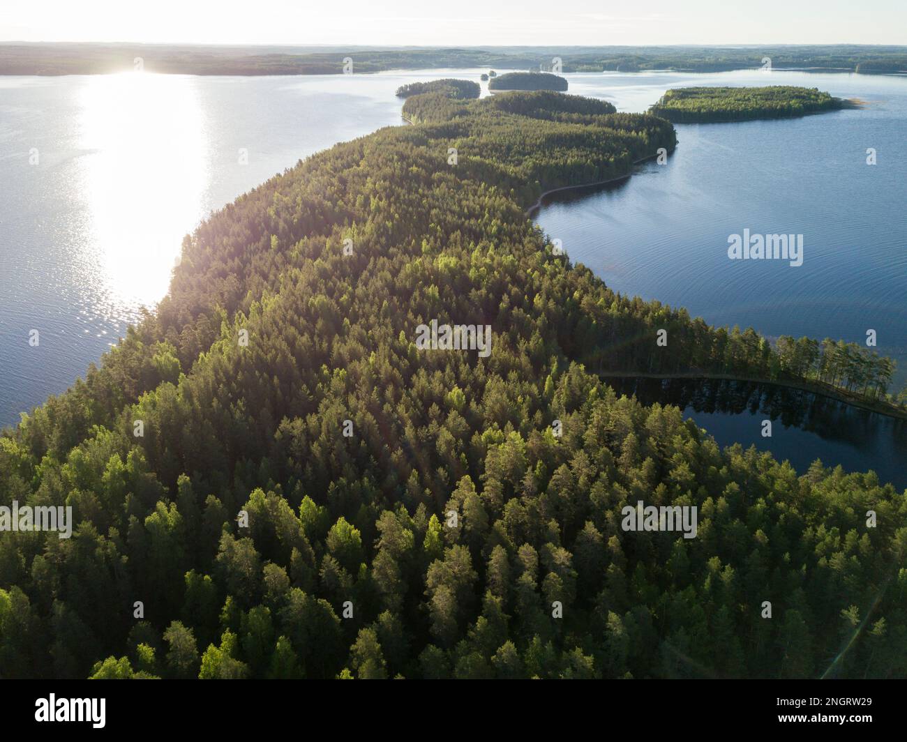 Ridge island forest at lake Saimaa Stock Photo - Alamy