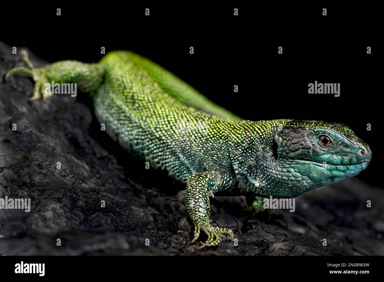 Black headed sand lizard (Lacerta agilis exigua Stock Photo - Alamy