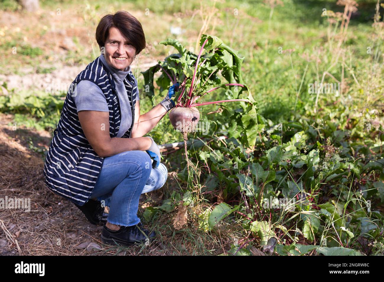 Adult woman harvest beets hi-res stock photography and images - Alamy