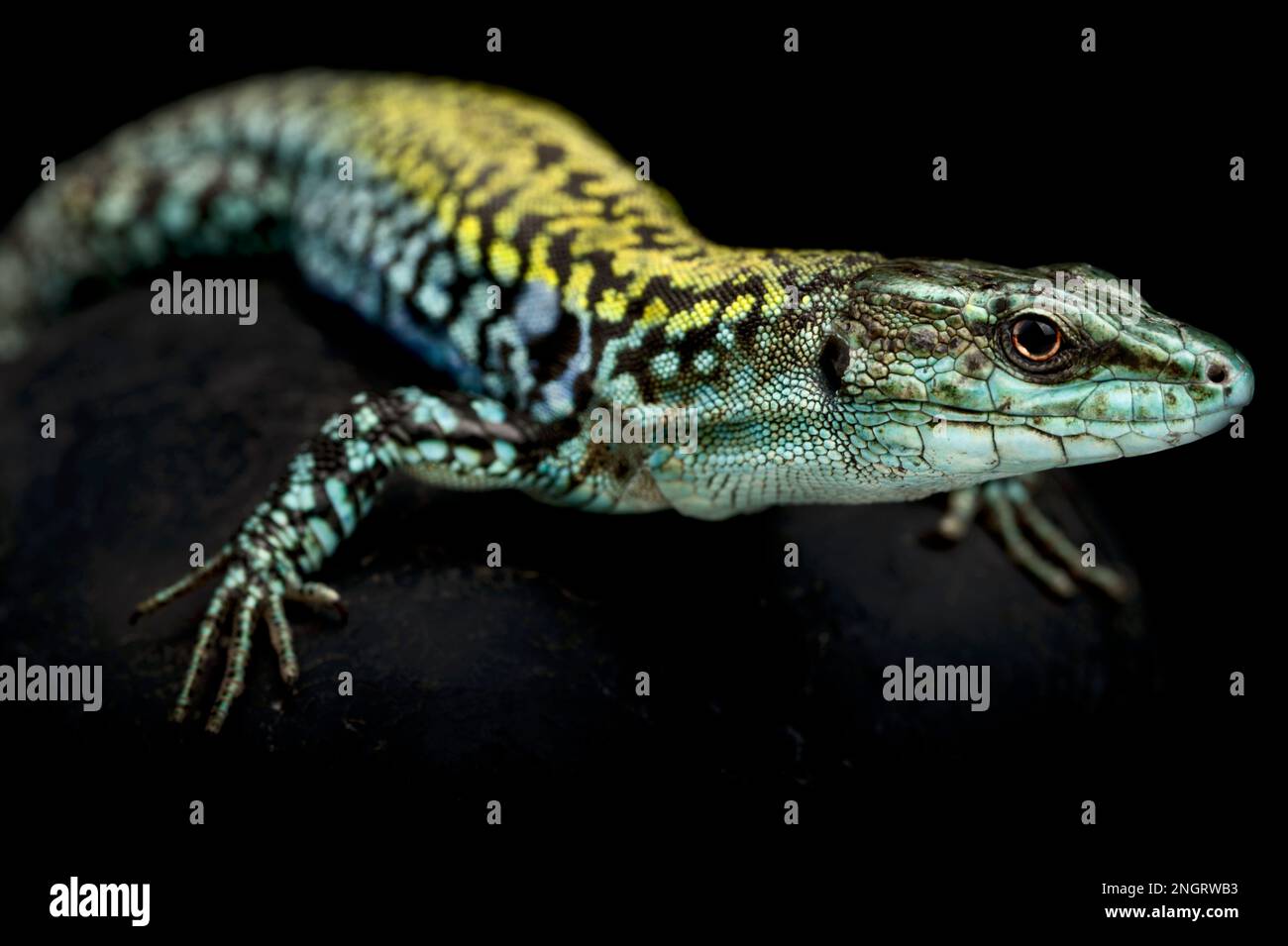 Italian wall lizard (Podarcis siculus siculus Stock Photo - Alamy
