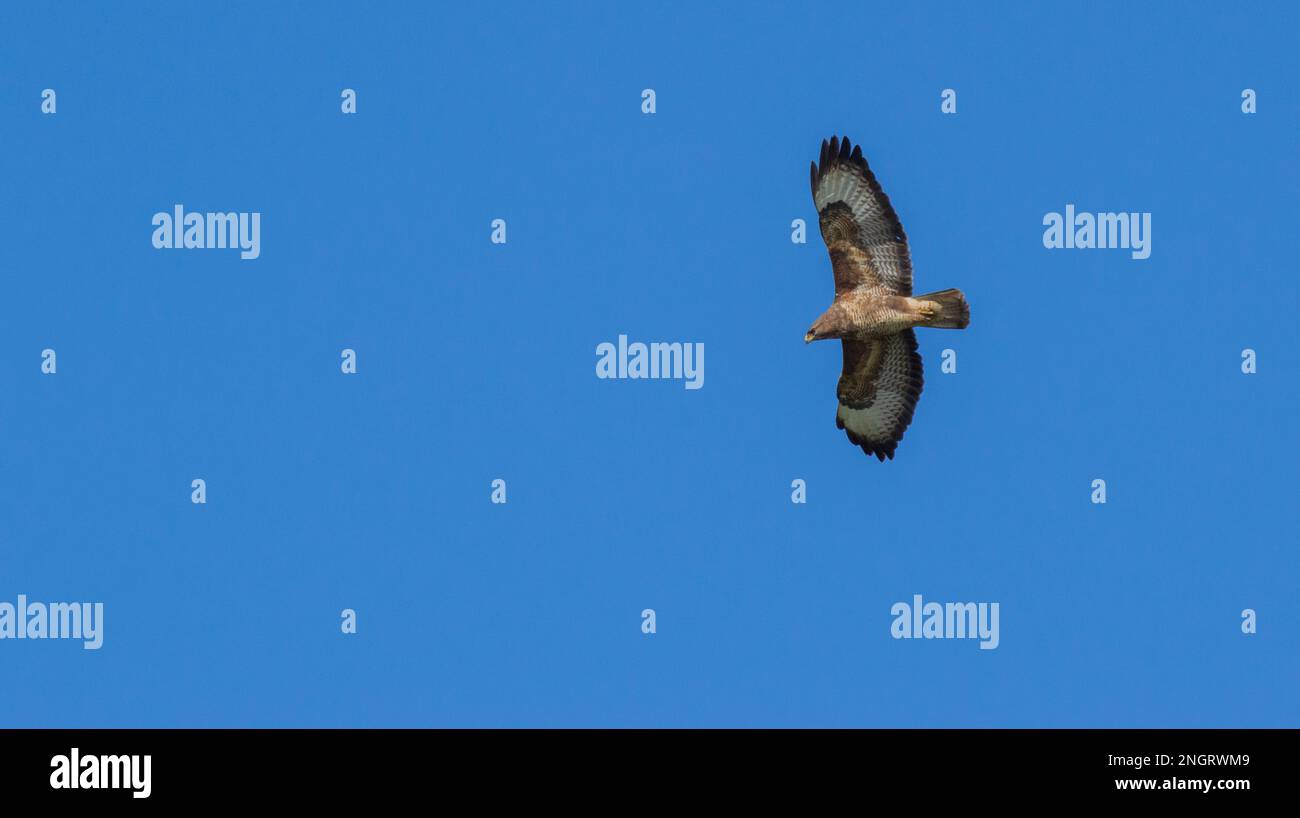 Buzzard soaring in a blue sky Stock Photo - Alamy