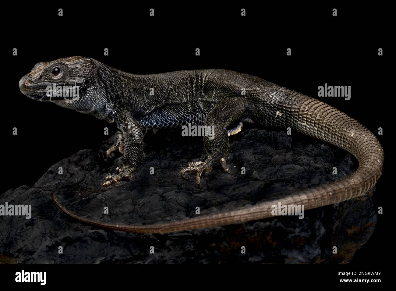 Melanistic occulted lizard (Timon lepidus Stock Photo - Alamy