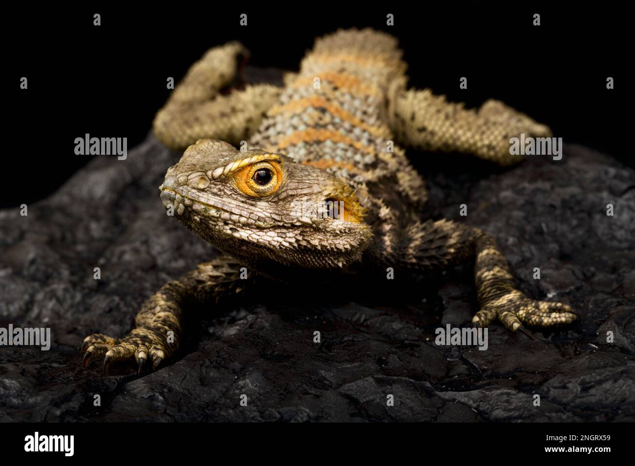 Painted dragon (Laudakia stellio brachydactyla Stock Photo - Alamy
