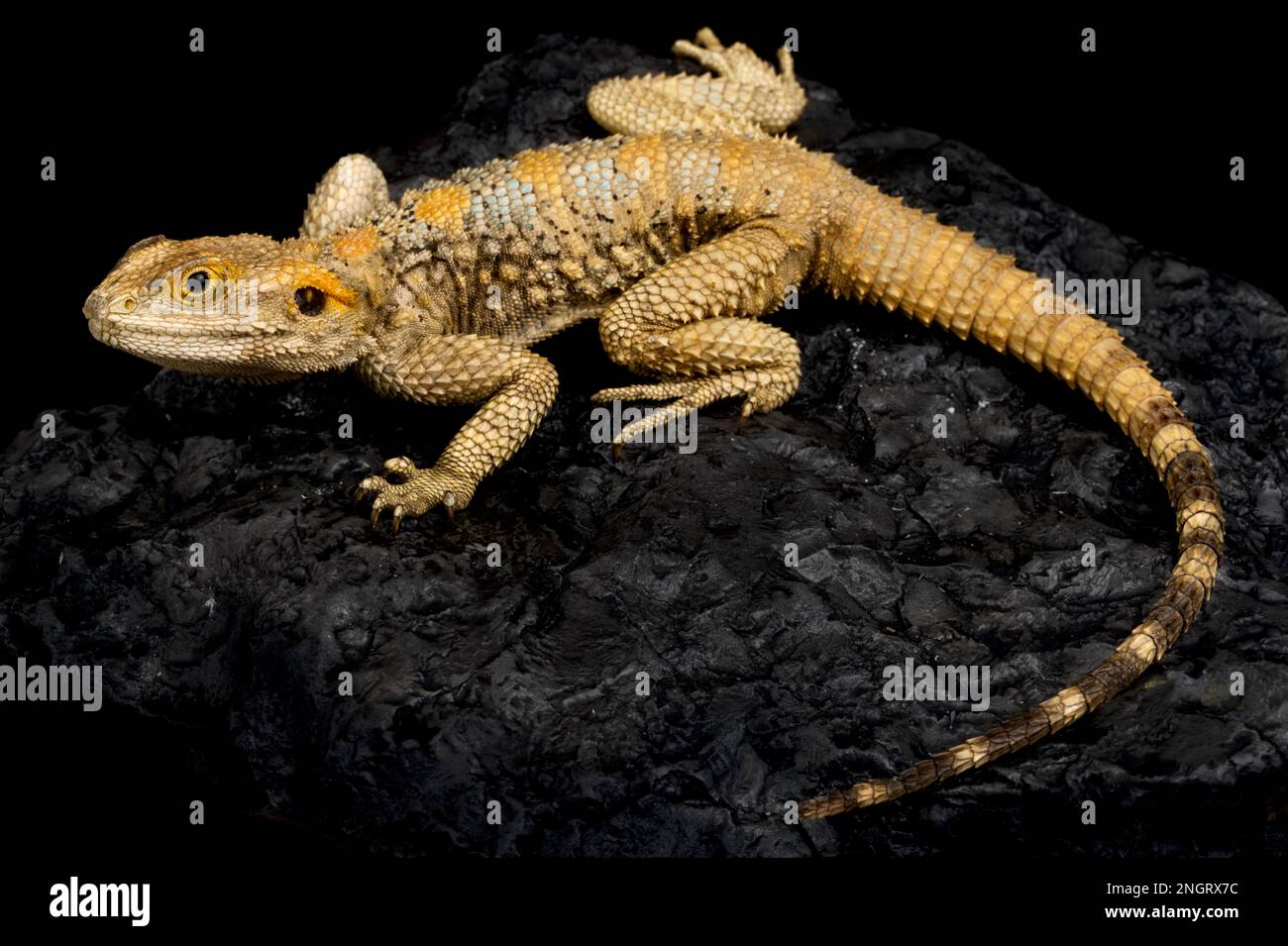Painted dragon (Laudakia stellio brachydactyla Stock Photo - Alamy