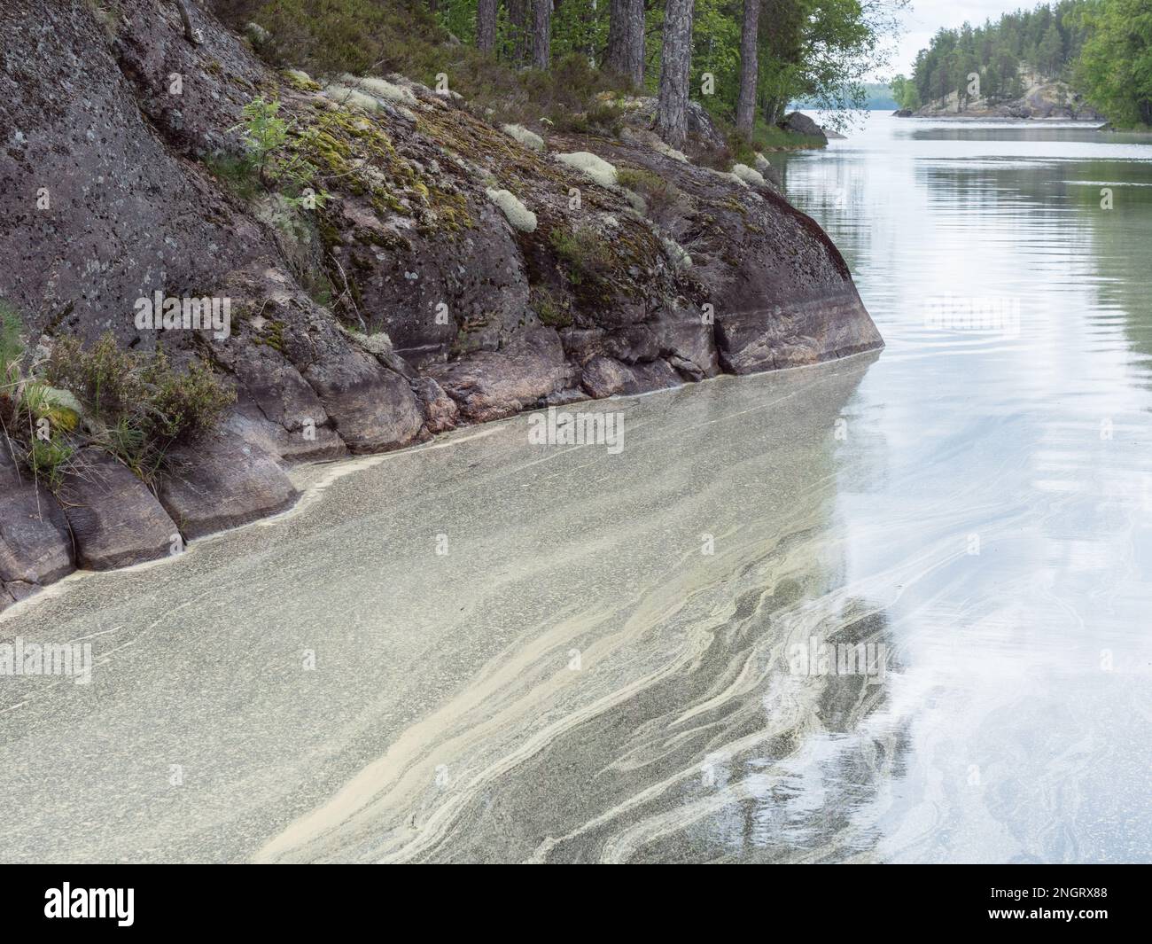 Pollen of pine trees floating on lake surface Stock Photo - Alamy