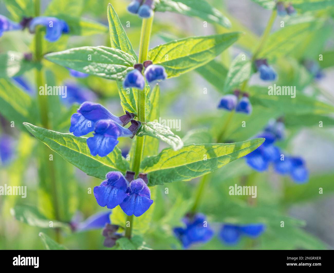 Skullcap plant hi-res stock photography and images - Alamy