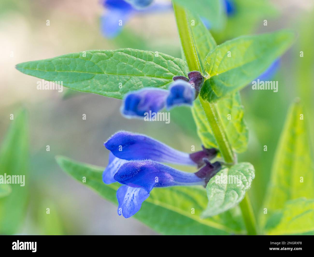 Blue Marsh skullcap flowers Stock Photo - Alamy