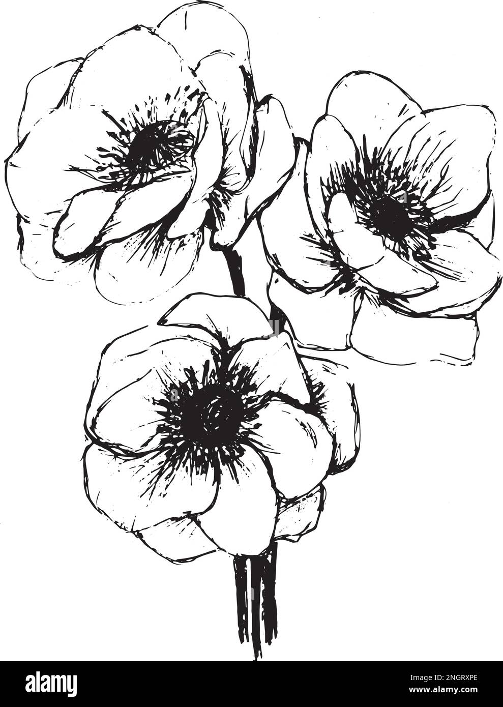 Anemone flowers drawing illustration vector and clipart Stock Vector ...