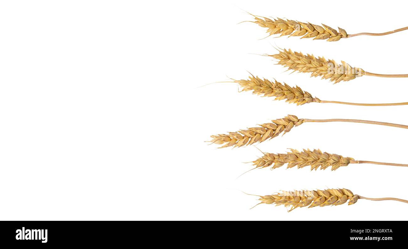 spikelets of wheat isolate on white background. Selection focus. food ...