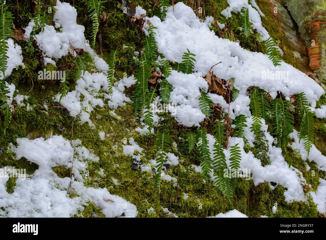 Moody green plants growing through snow on a hill slope in winter, low ...
