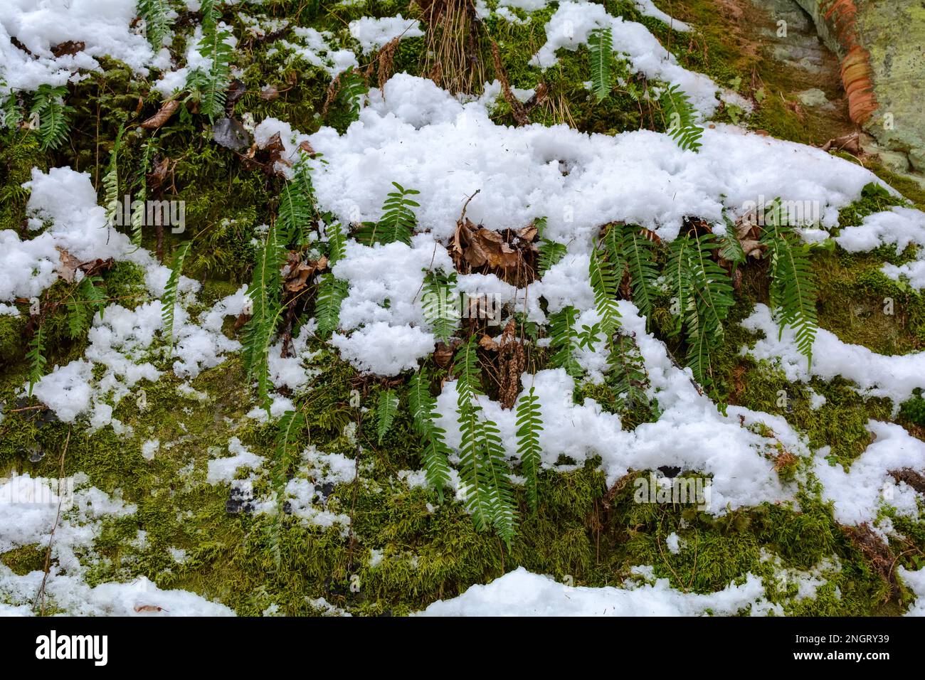 Moody green plants growing through snow on a hill slope in winter, low ...