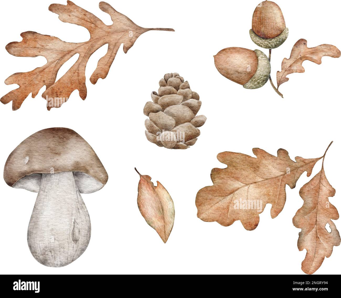 Watercolor woodland design element. Hand-drawing pine cone, leaves ...