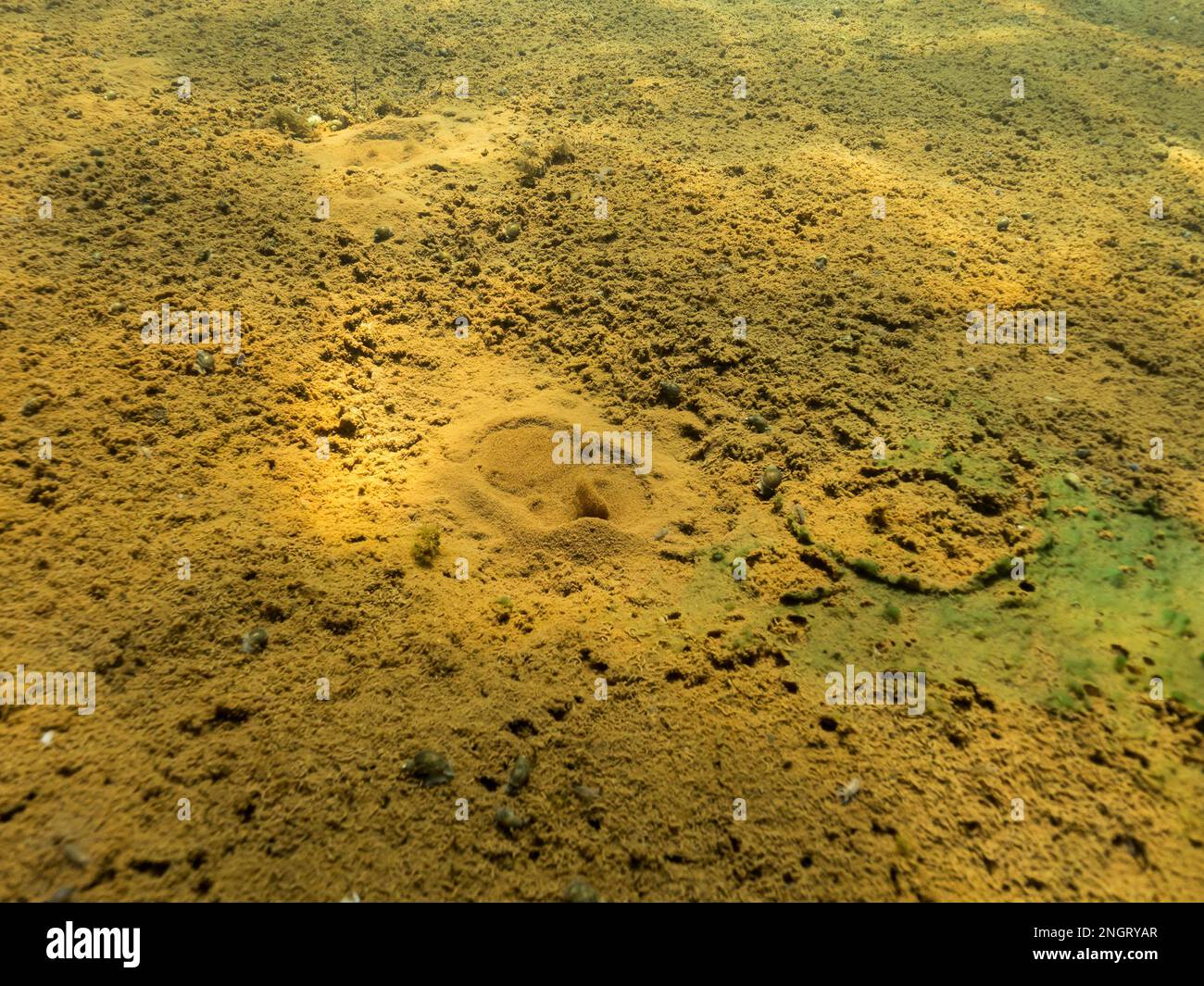 Groundwater discharging underwater through soft lake sediment Stock ...