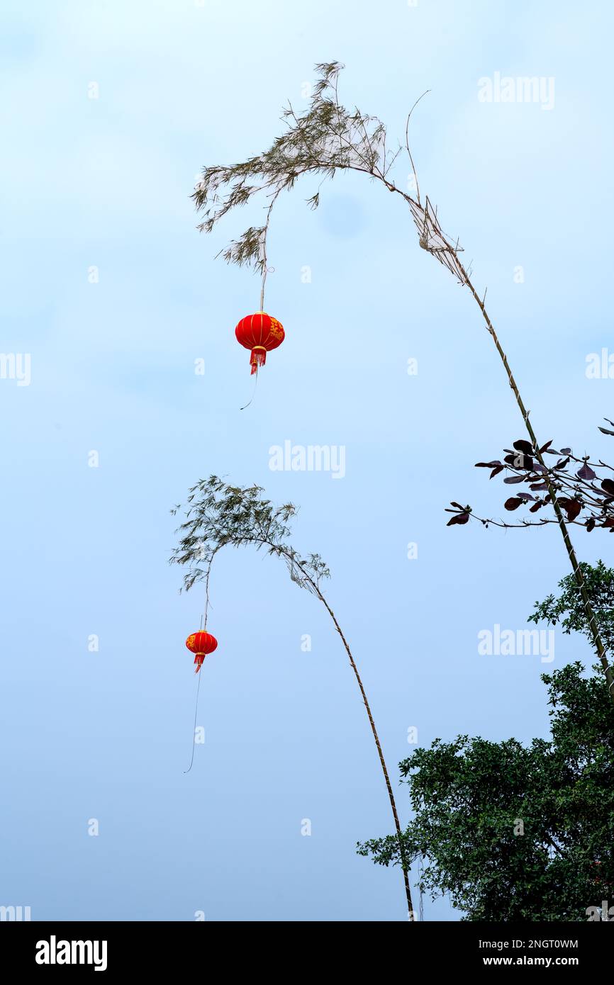 Bamboo Vietnamese New Year Tree Embracing The Green Heart Of Vietnam: