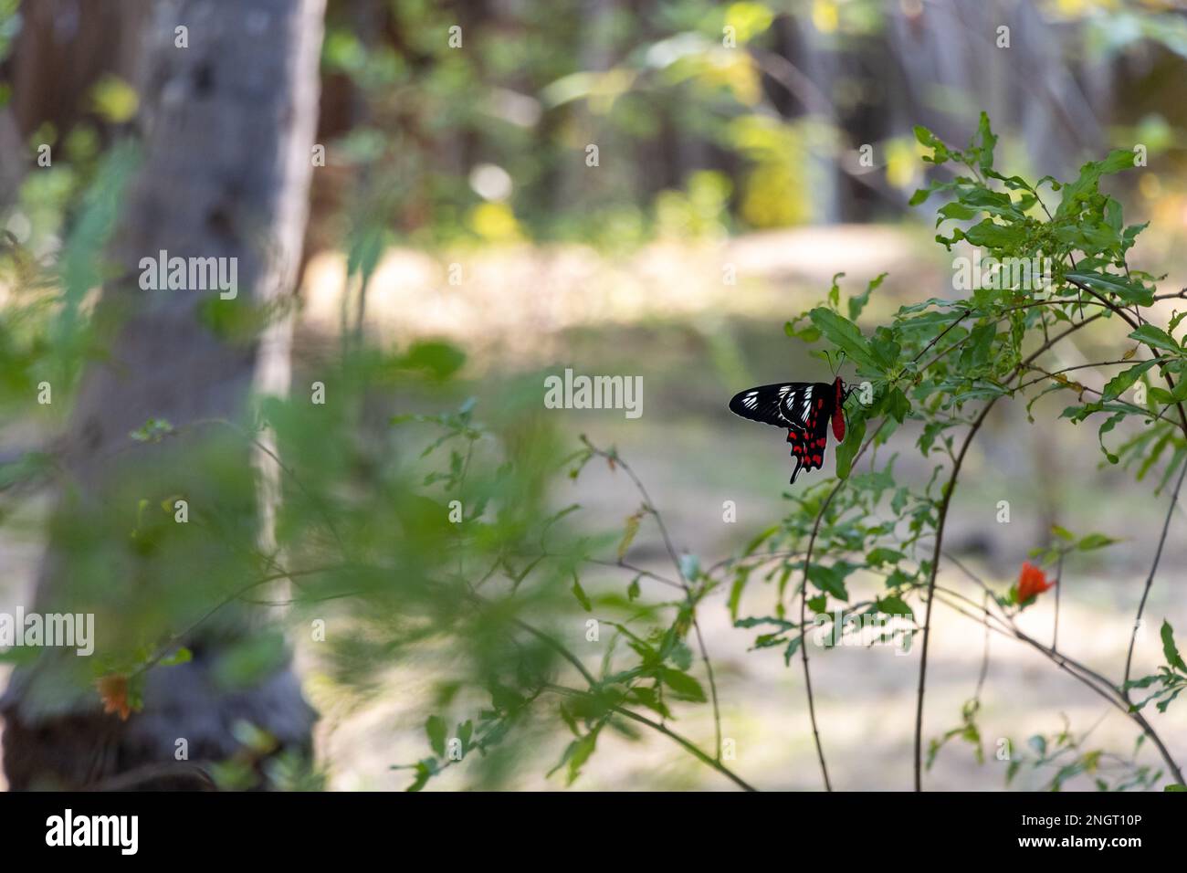 The Crimson Rose is a large shallowtail butterfly belonging to the ...