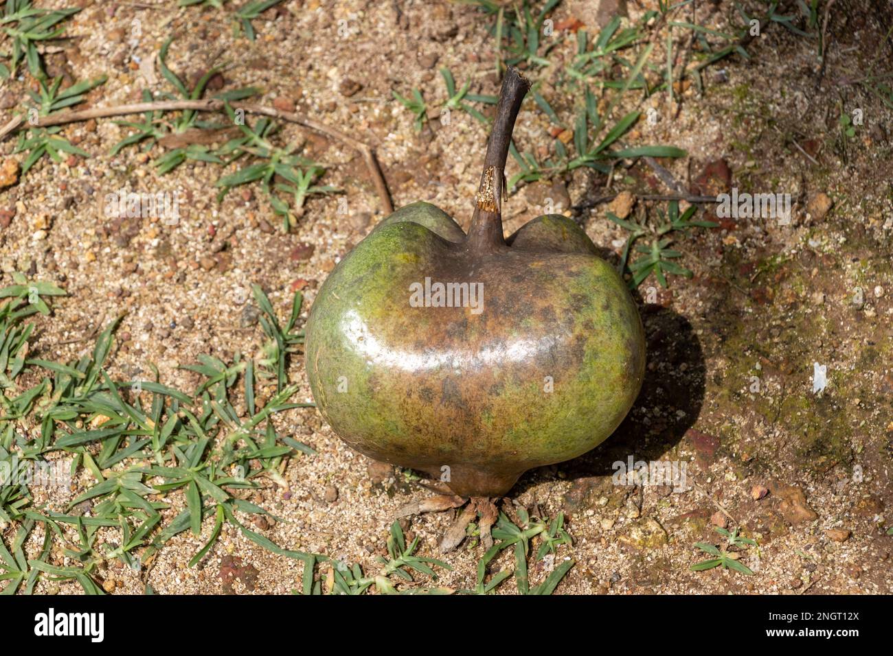 seedpod of the Barringtonia asiatica or fish poisoning tree in Sri ...