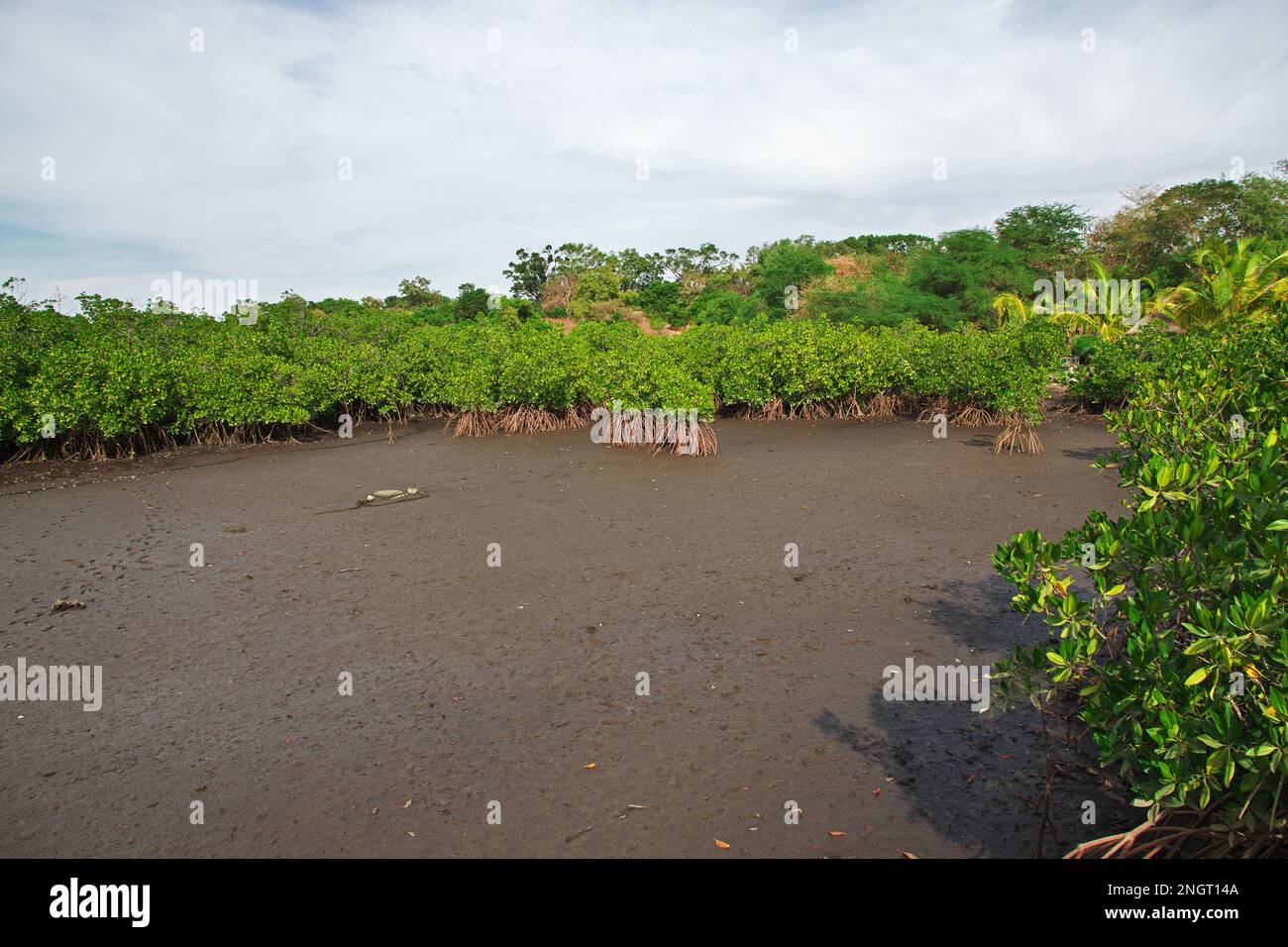 Mangroves jungle close Toubacouta village, Senegal, West Africa Stock ...