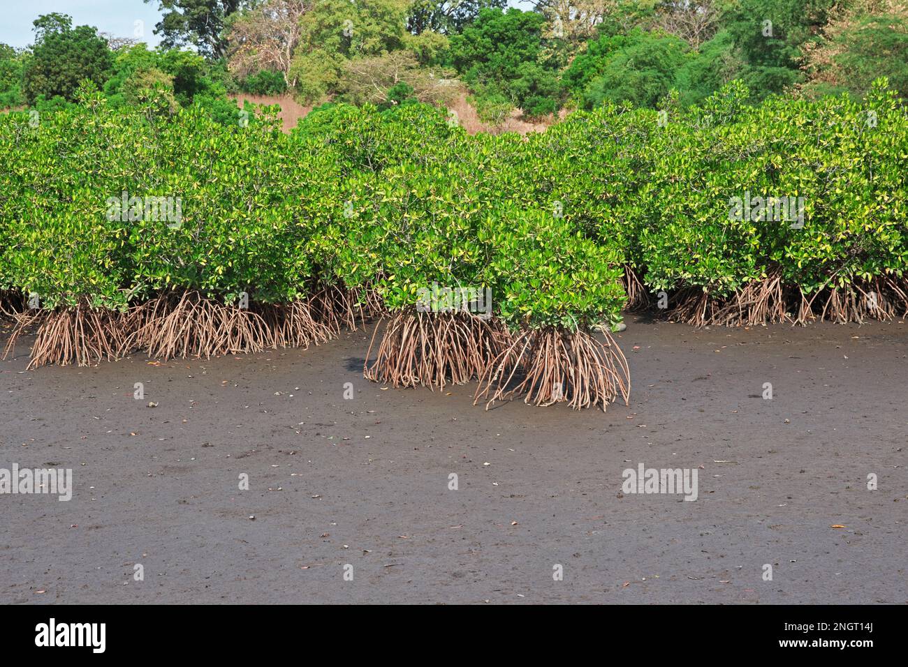 Mangroves jungle close Toubacouta village, Senegal, West Africa Stock ...