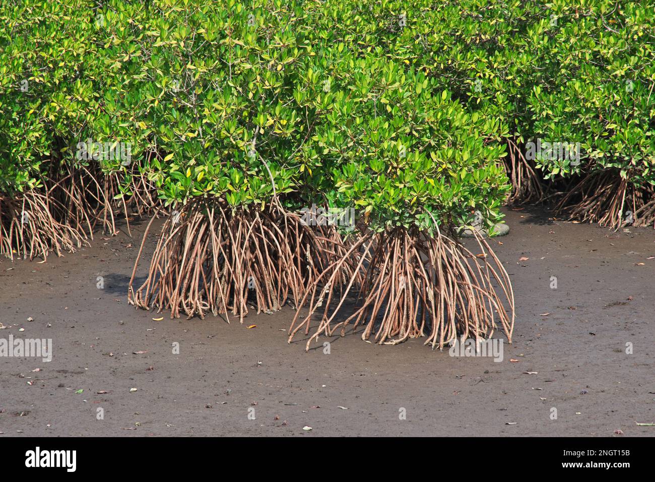 Mangroves jungle close Toubacouta village, Senegal, West Africa Stock ...