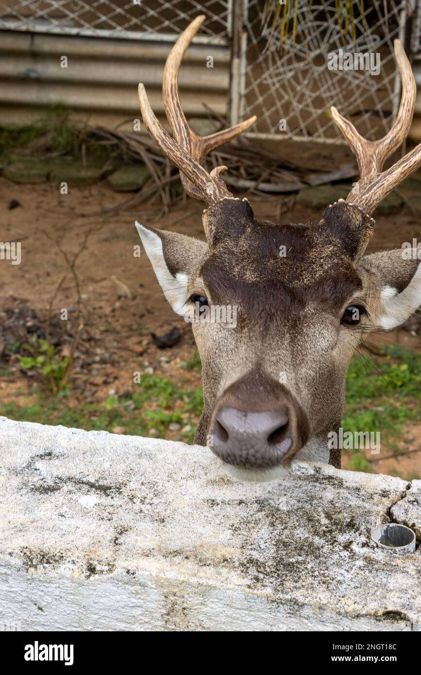 Reindeer looking over a fence in Trincomalee, Sri Lanka Stock Photo - Alamy