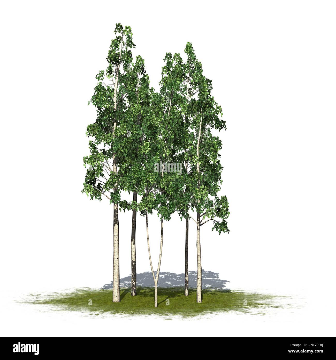 a group of European Aspen trees on green area isolated on white background - 3D Illustration ...