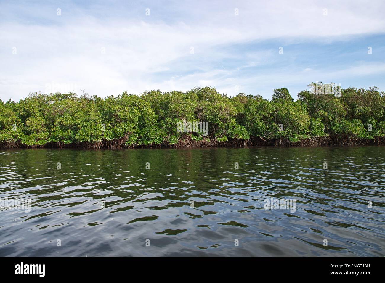 Mangroves jungle close Toubacouta village, Senegal, West Africa Stock ...