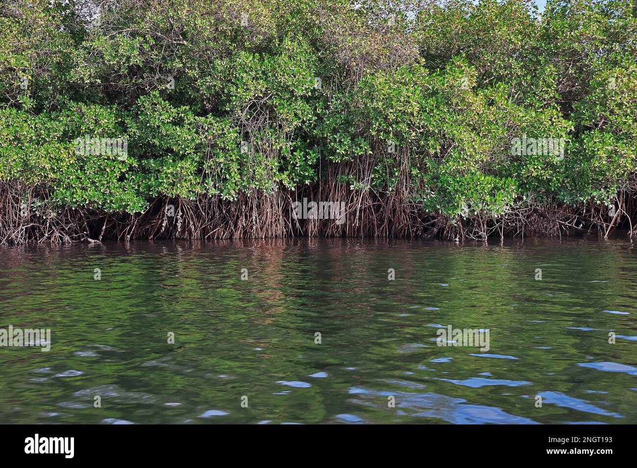 Mangroves jungle close Toubacouta village, Senegal, West Africa Stock ...