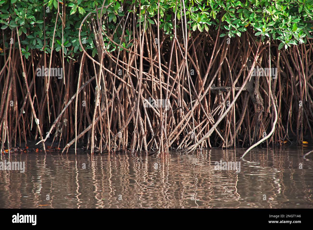 Mangroves jungle close Toubacouta village, Senegal, West Africa Stock ...