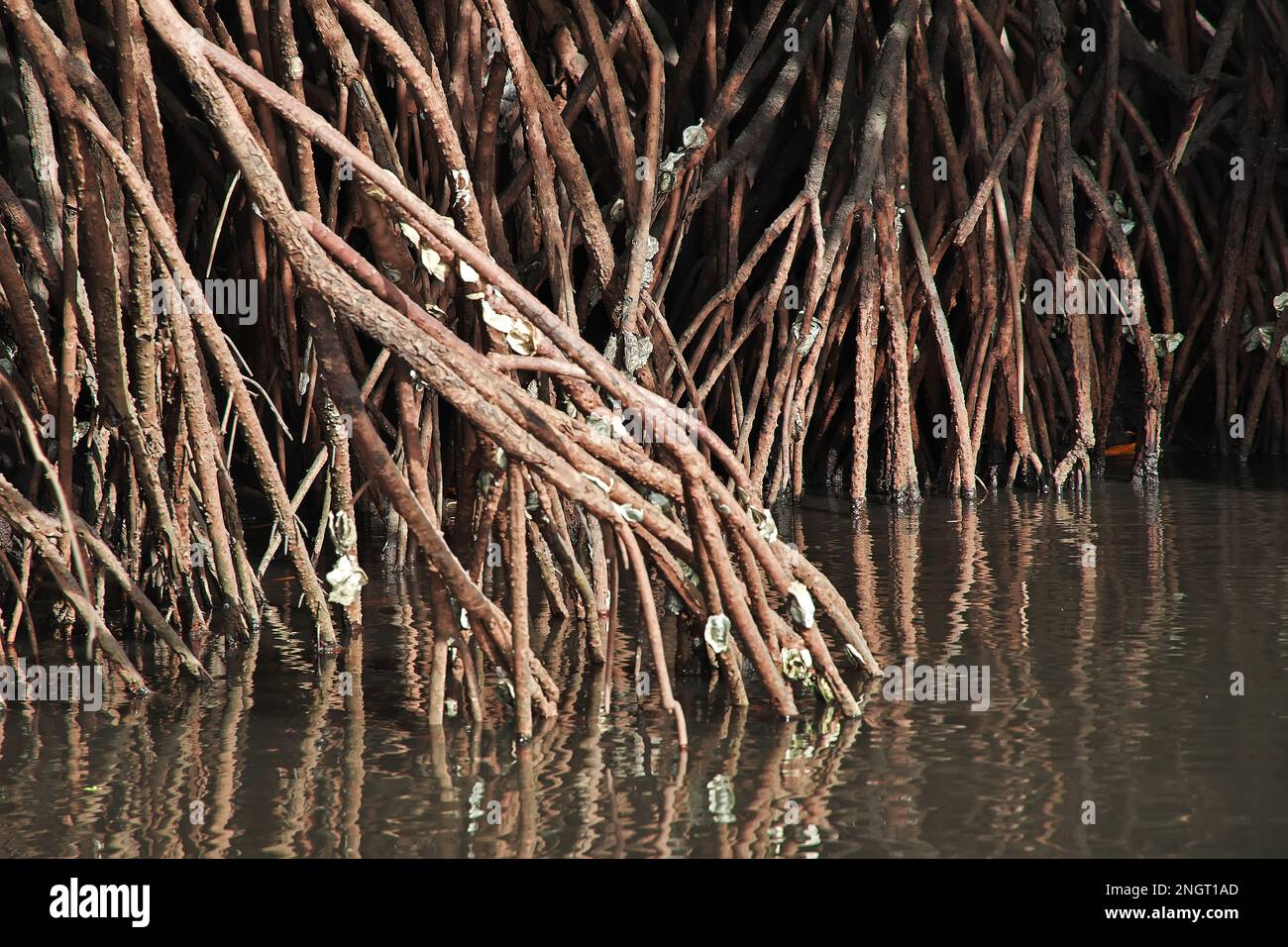 Mangroves jungle close Toubacouta village, Senegal, West Africa Stock ...
