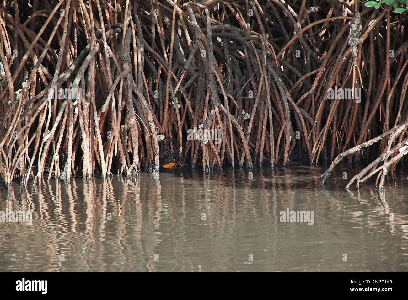 Mangroves jungle close Toubacouta village, Senegal, West Africa Stock ...
