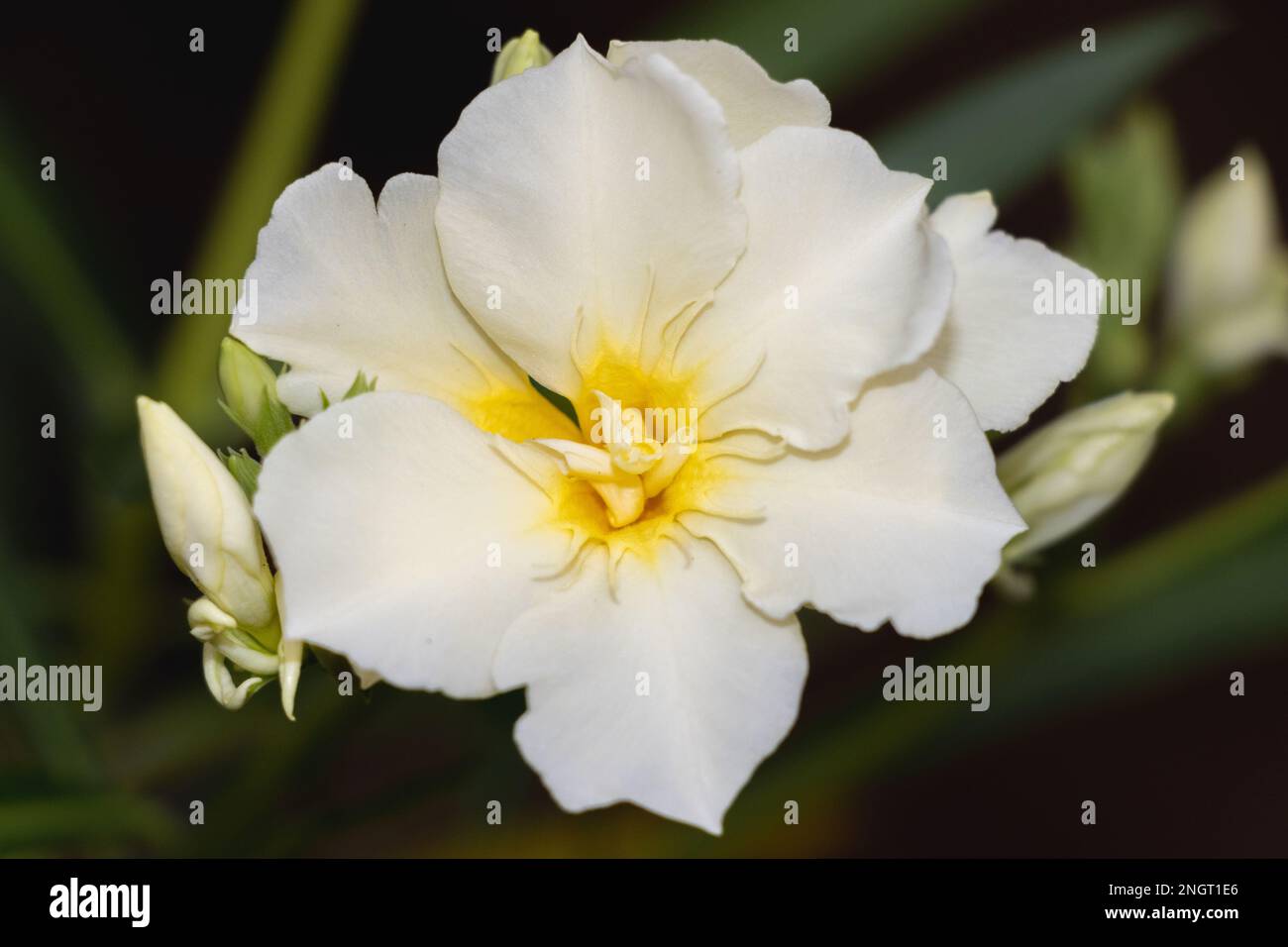 Growing oleander hi-res stock photography and images - Alamy