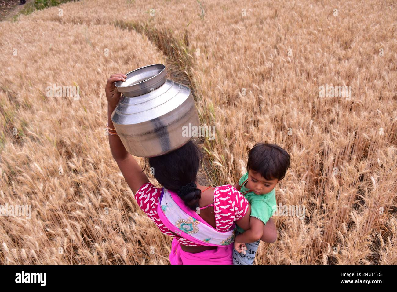 Jabalpur : Villagers carrying containers at a wheat field to collect ...