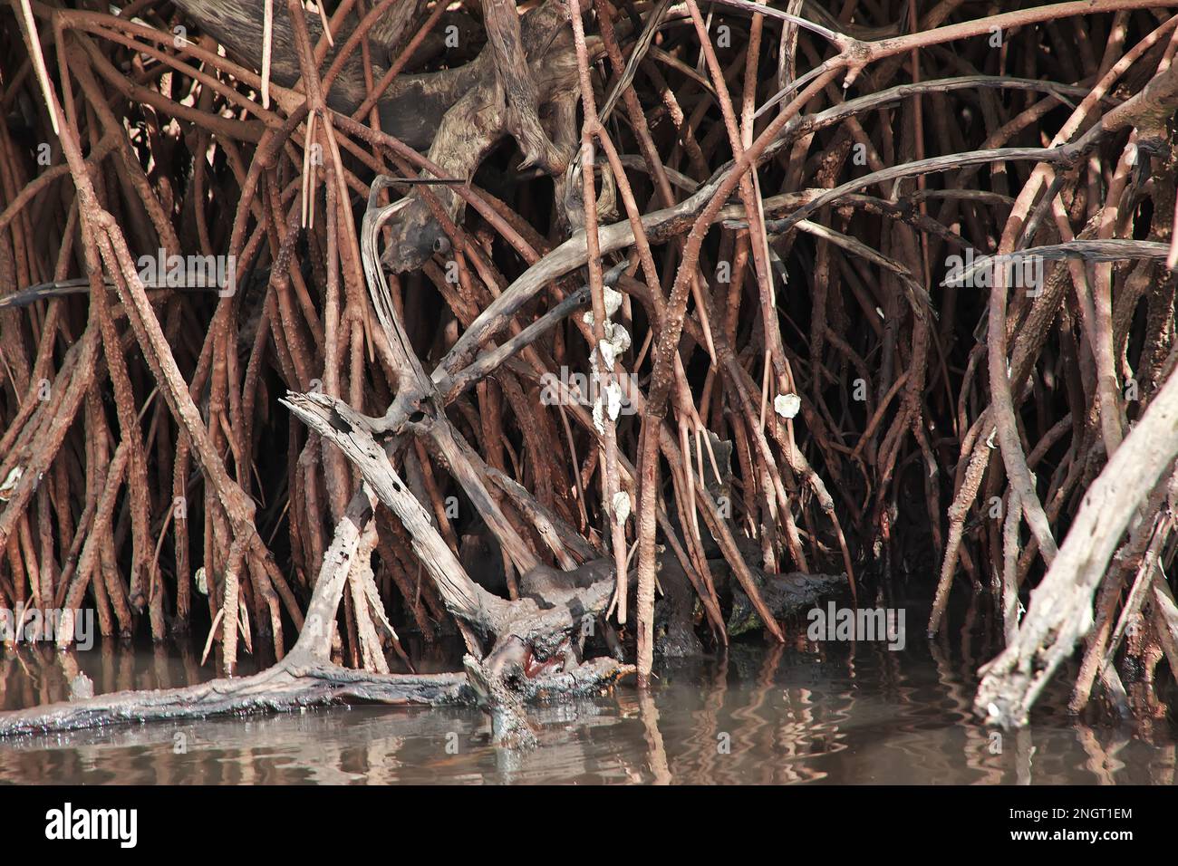 Mangroves jungle close Toubacouta village, Senegal, West Africa Stock ...