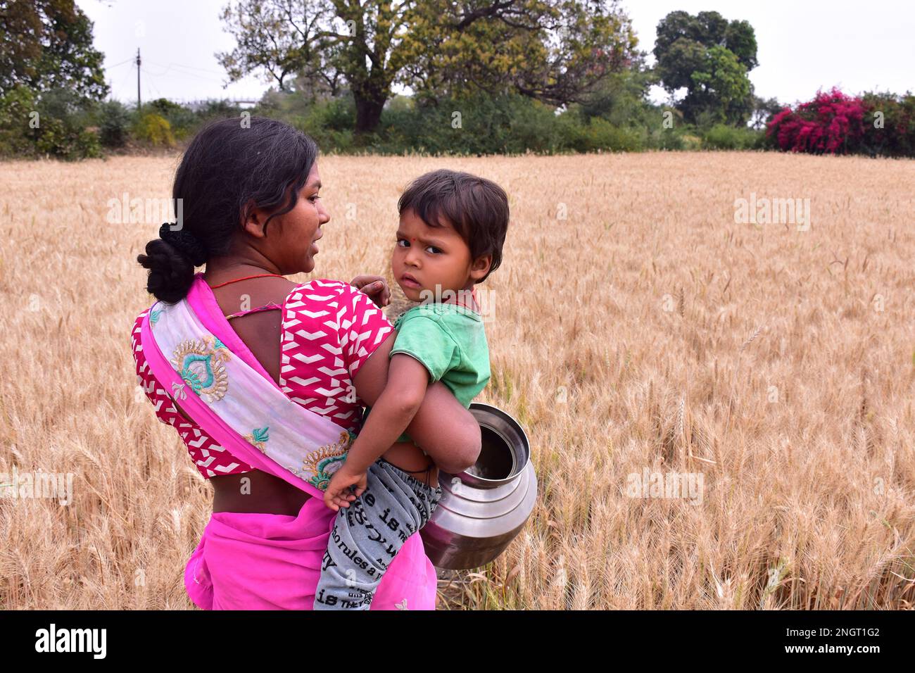 Jabalpur : Villagers carrying containers at a wheat field to collect ...