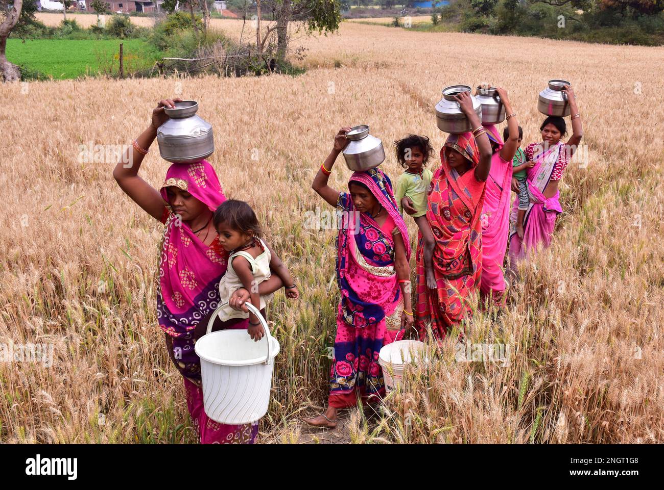Jabalpur : Villagers carrying containers at a wheat field to collect ...