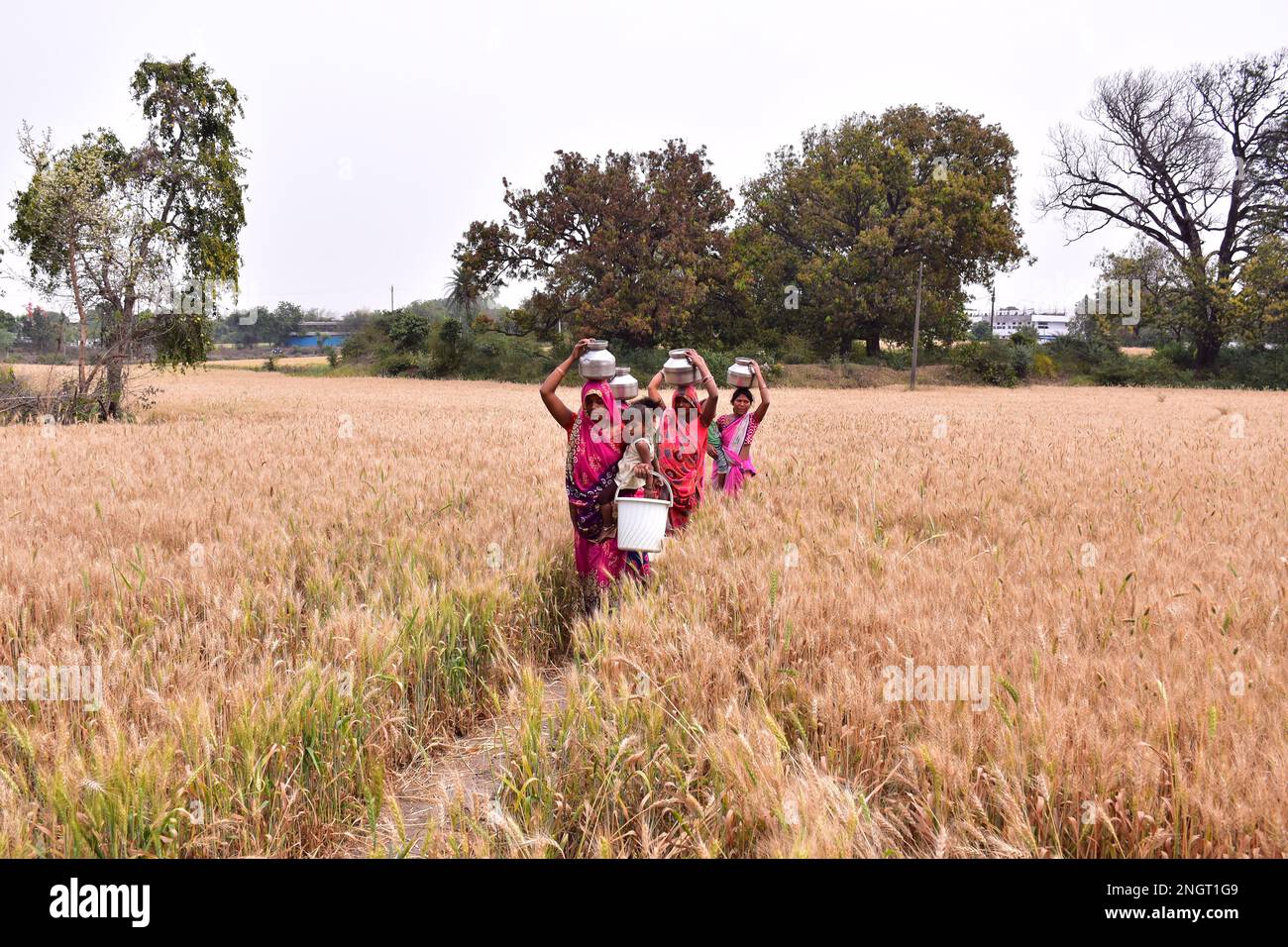 Jabalpur : Villagers carrying containers at a wheat field to collect ...