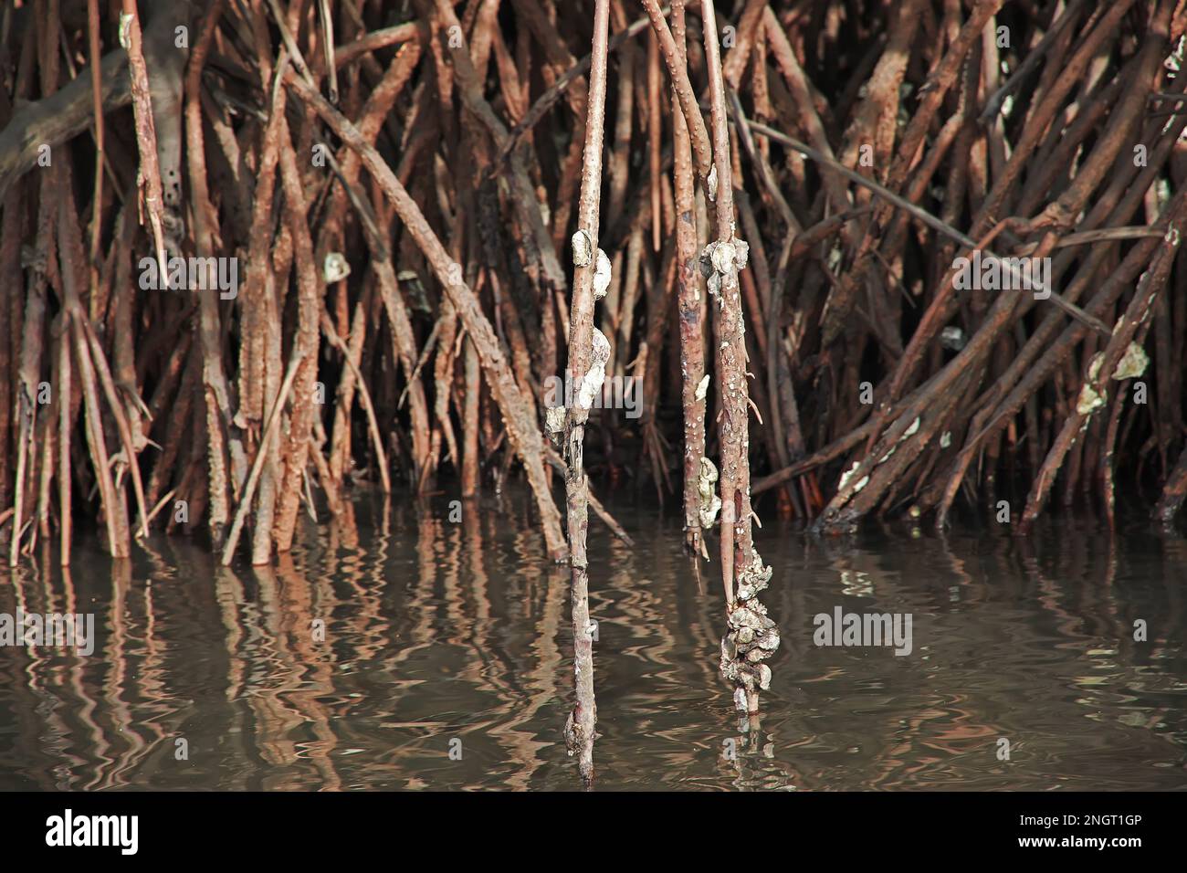 Mangroves jungle close Toubacouta village, Senegal, West Africa Stock ...