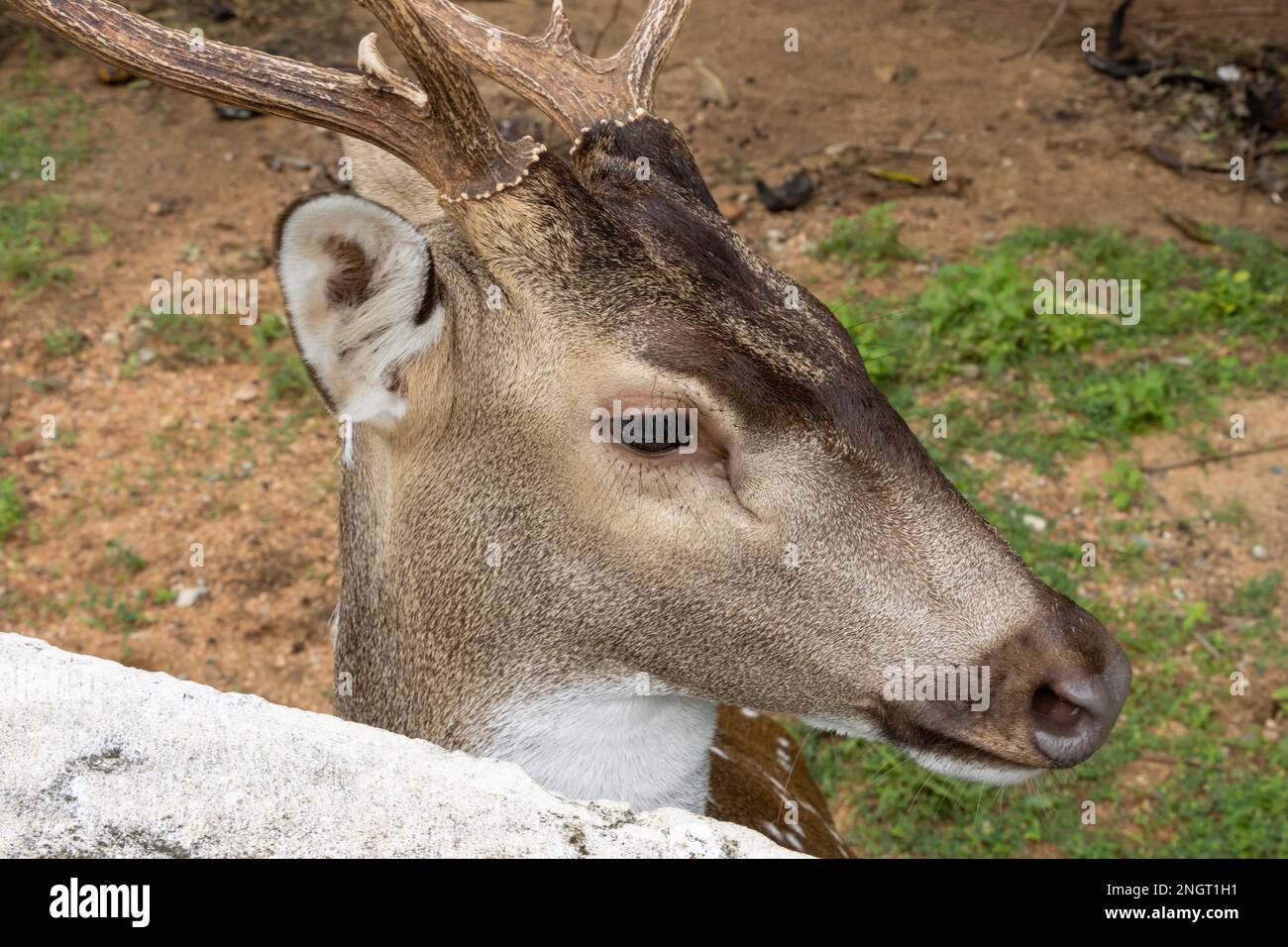 Deer looking over fence hi-res stock photography and images - Alamy