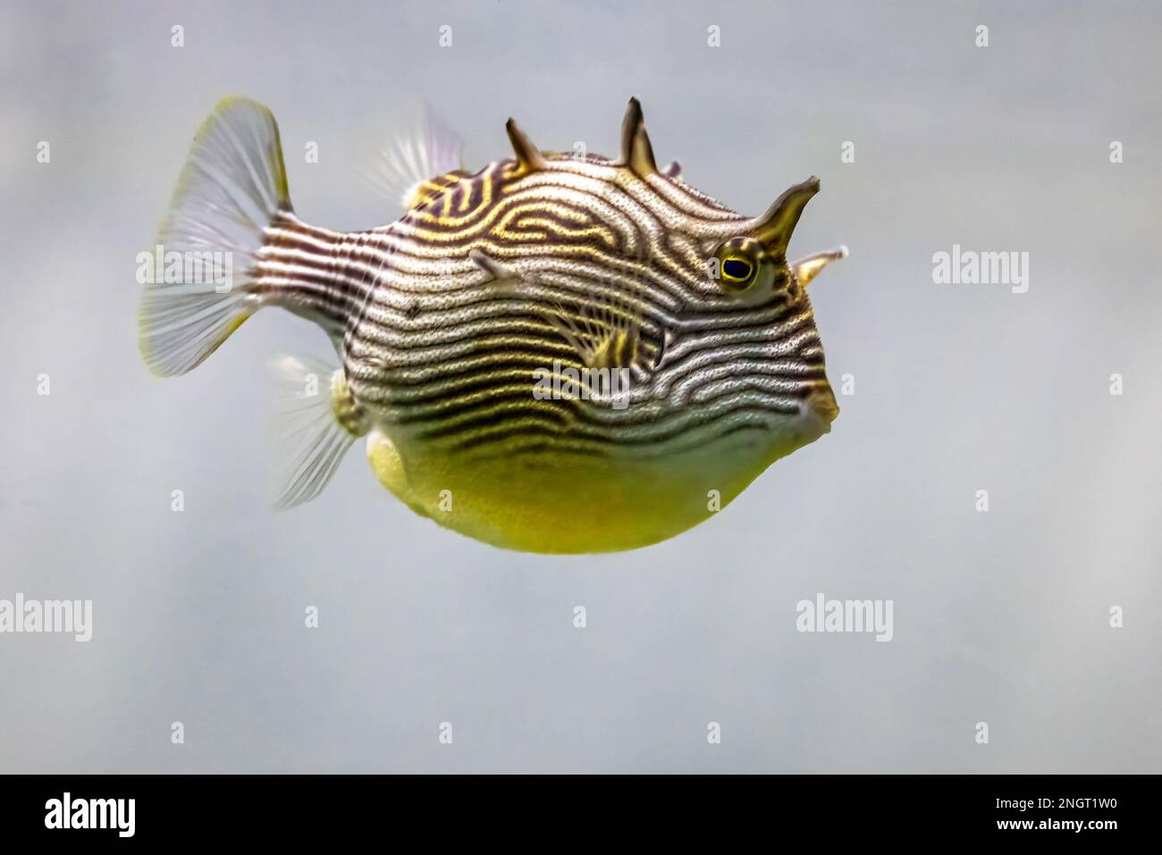 A female Shaw's cowfish, Aracana aurita, also known as a painted ...