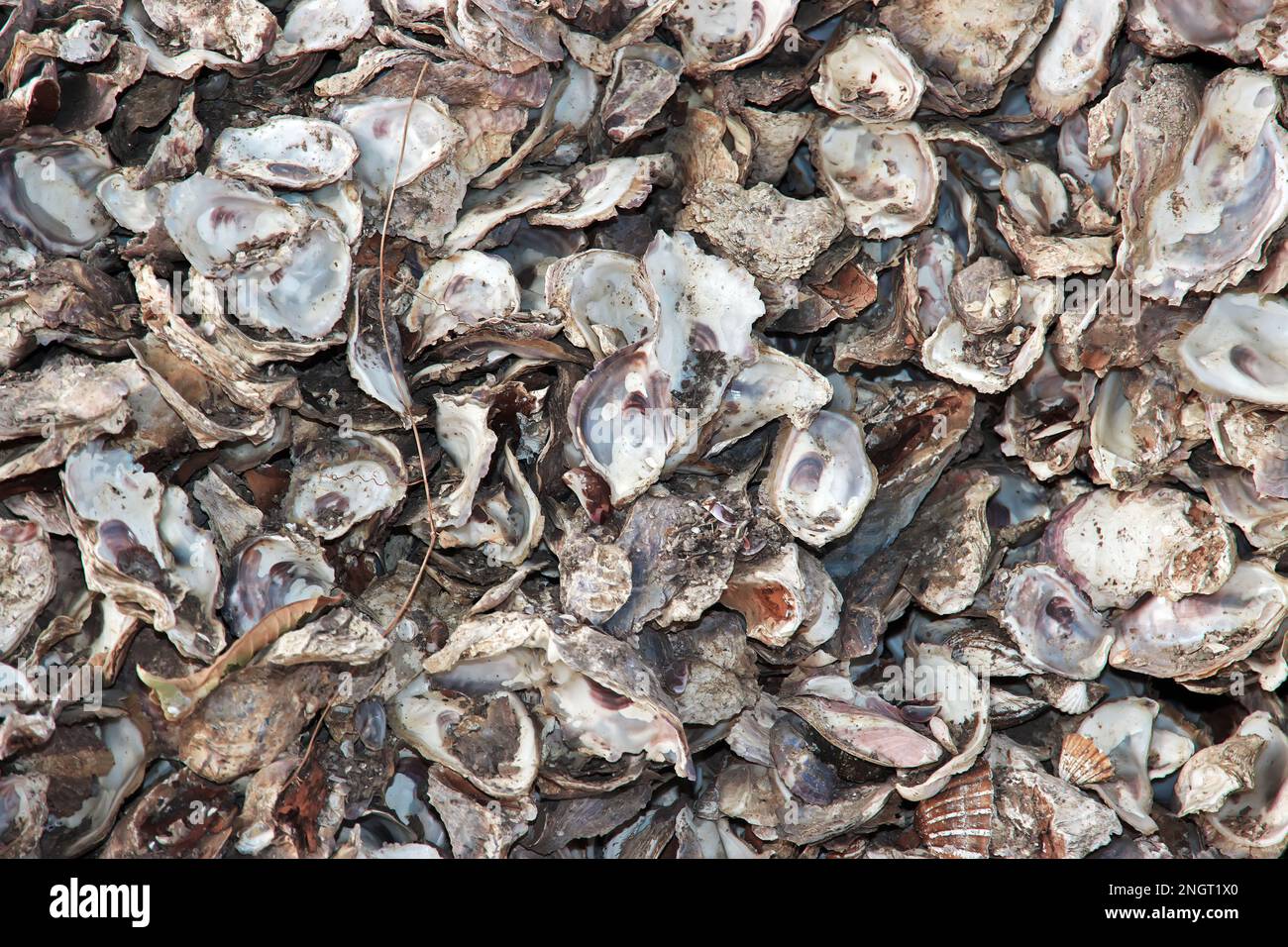 Shell in Sipo village close Toubacouta in Senegal, West Africa Stock ...