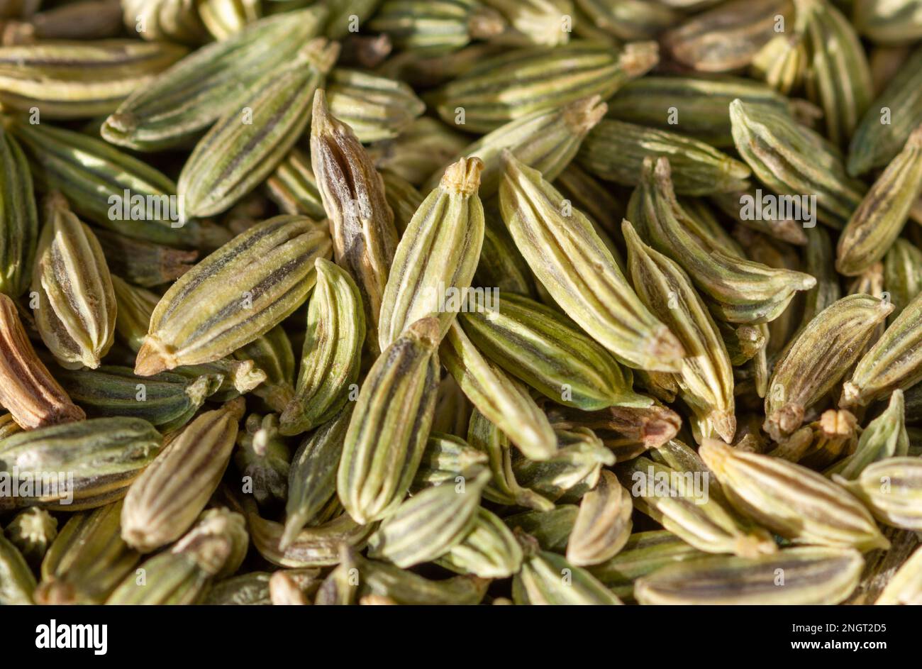 macro photo of fennel seeds Stock Photo - Alamy