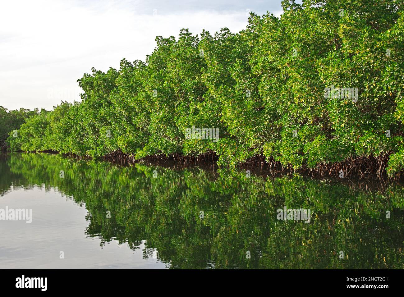 Mangroves jungle close Toubacouta village, Senegal, West Africa Stock ...