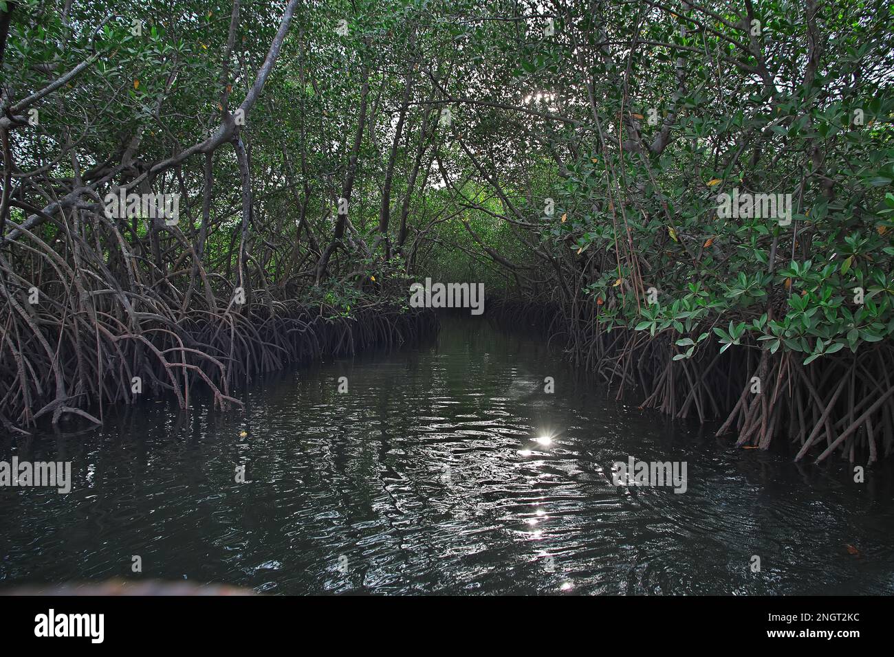 Mangroves jungle close Toubacouta village, Senegal, West Africa Stock ...